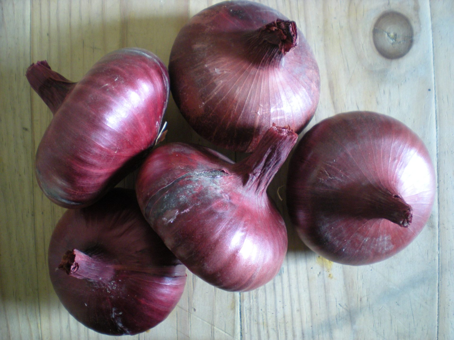 Oignon Rouge plat de Genève - Graines et semences bio reproductibles ...