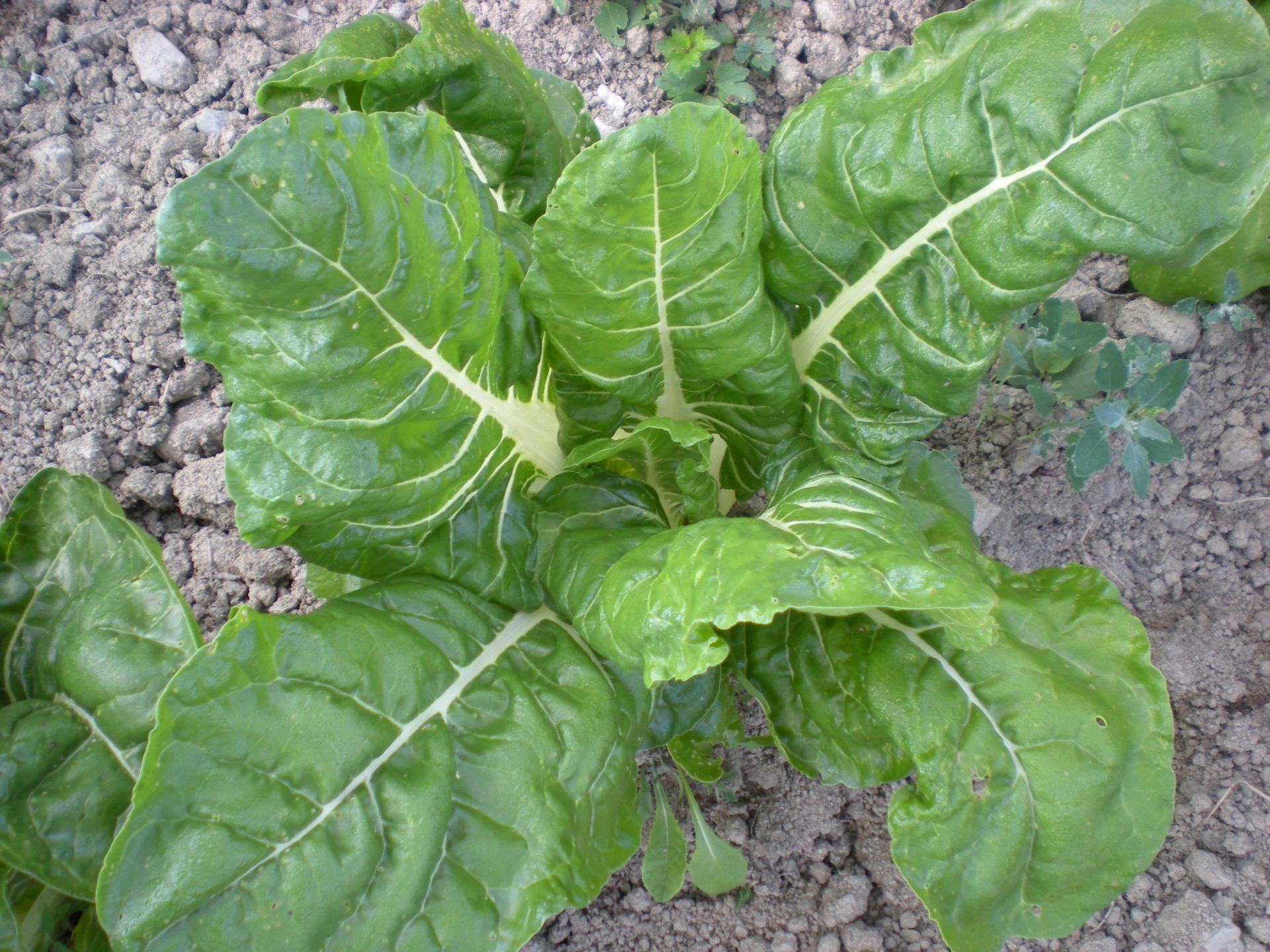 Cote de Bette verte à carde blanche - Graines et semences bio ...