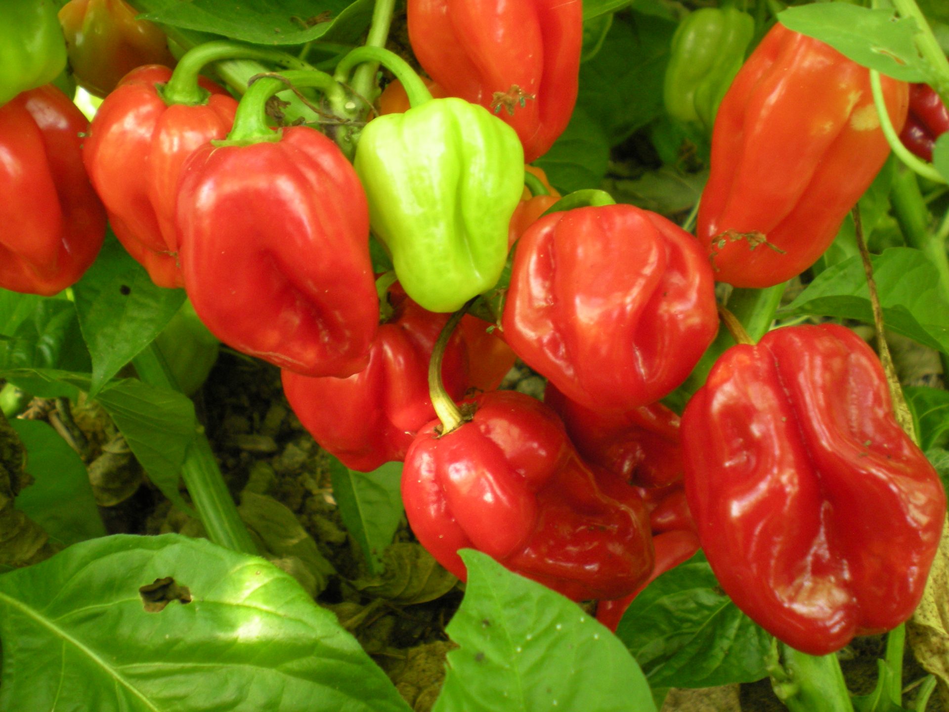 Piment Antillais - Graines et semences bio reproductibles - Akène